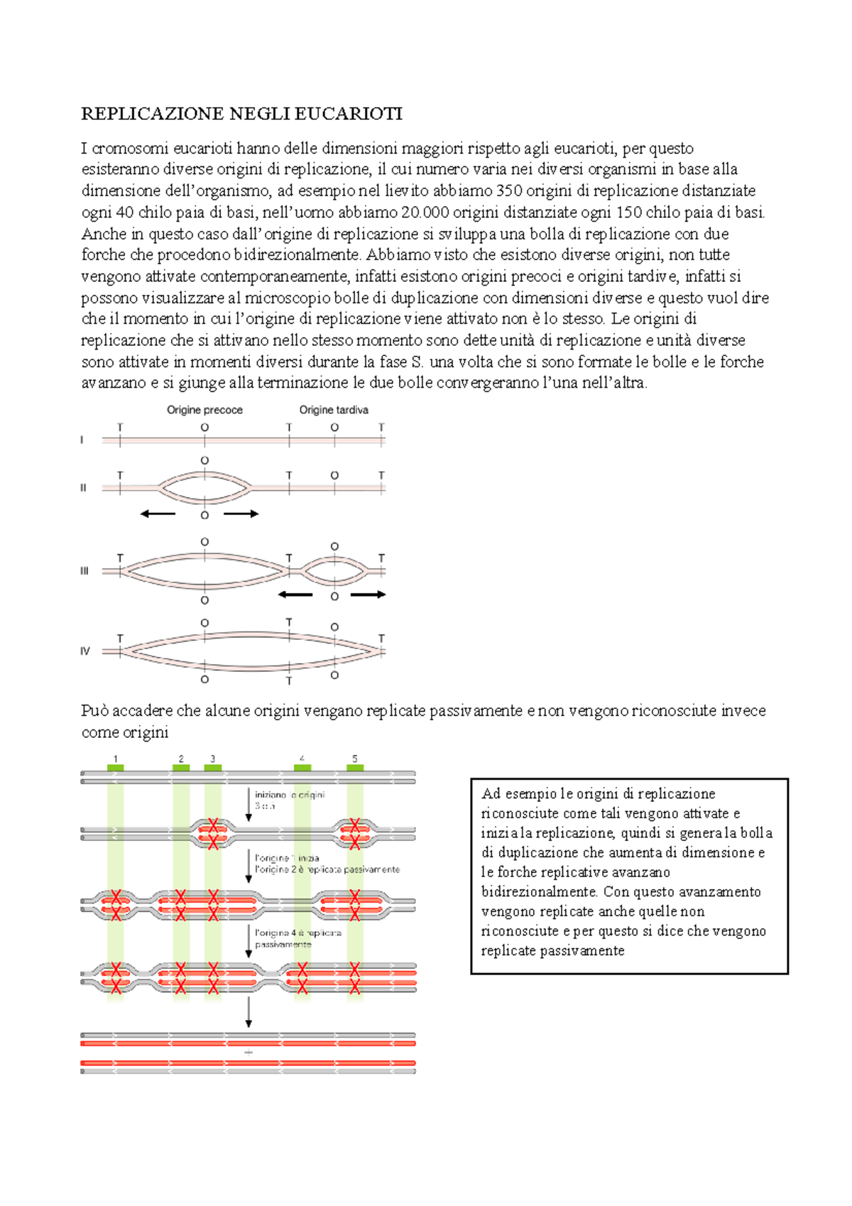 Replicazione Eucarioti - REPLICAZIONE NEGLI EUCARIOTI I cromosomi ...
