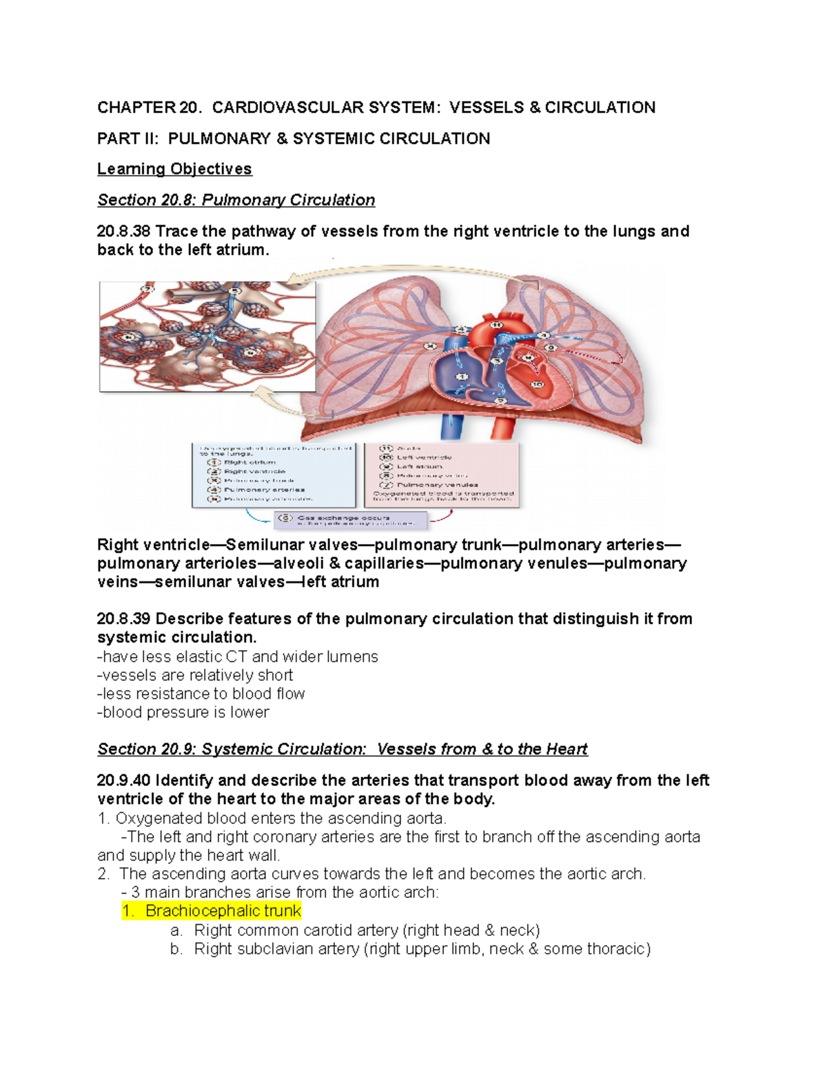 Lecture 5 terms - objectives - CHAPTER 20. CARDIOVASCULAR SYSTEM ...