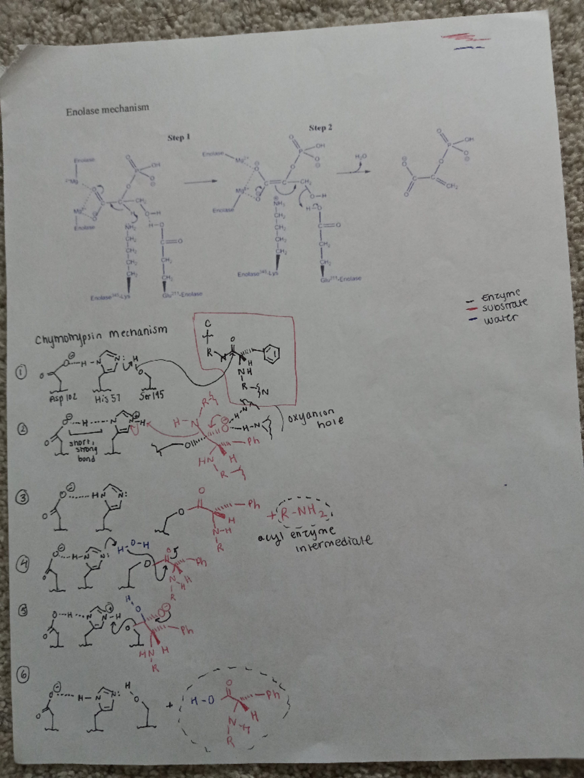 Study Guide Exam 1 - BIOC 403 - Studocu