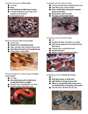 Herpetology key characteristics - Family- Colubridae Coluber ...