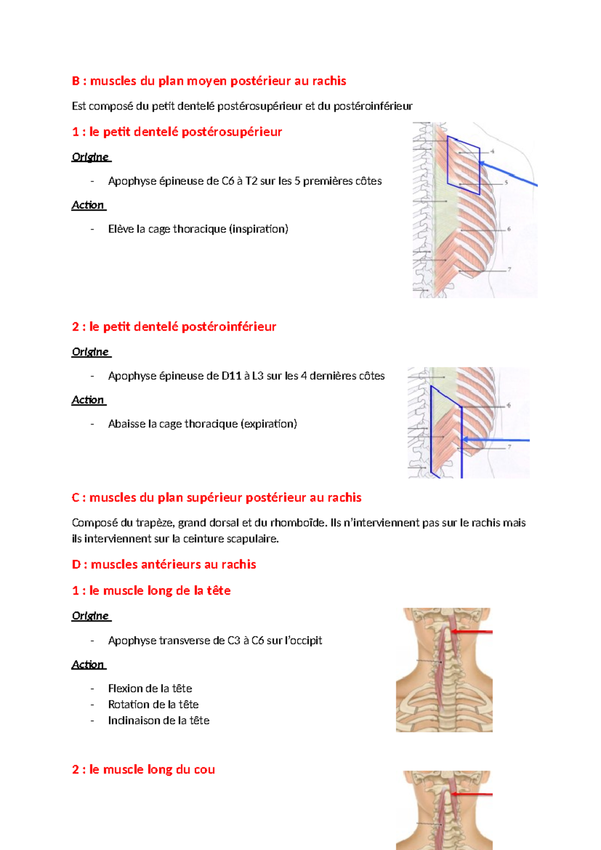 Muscles du plan moyen postérieur au rachis - Ils n’interviennent pas ...