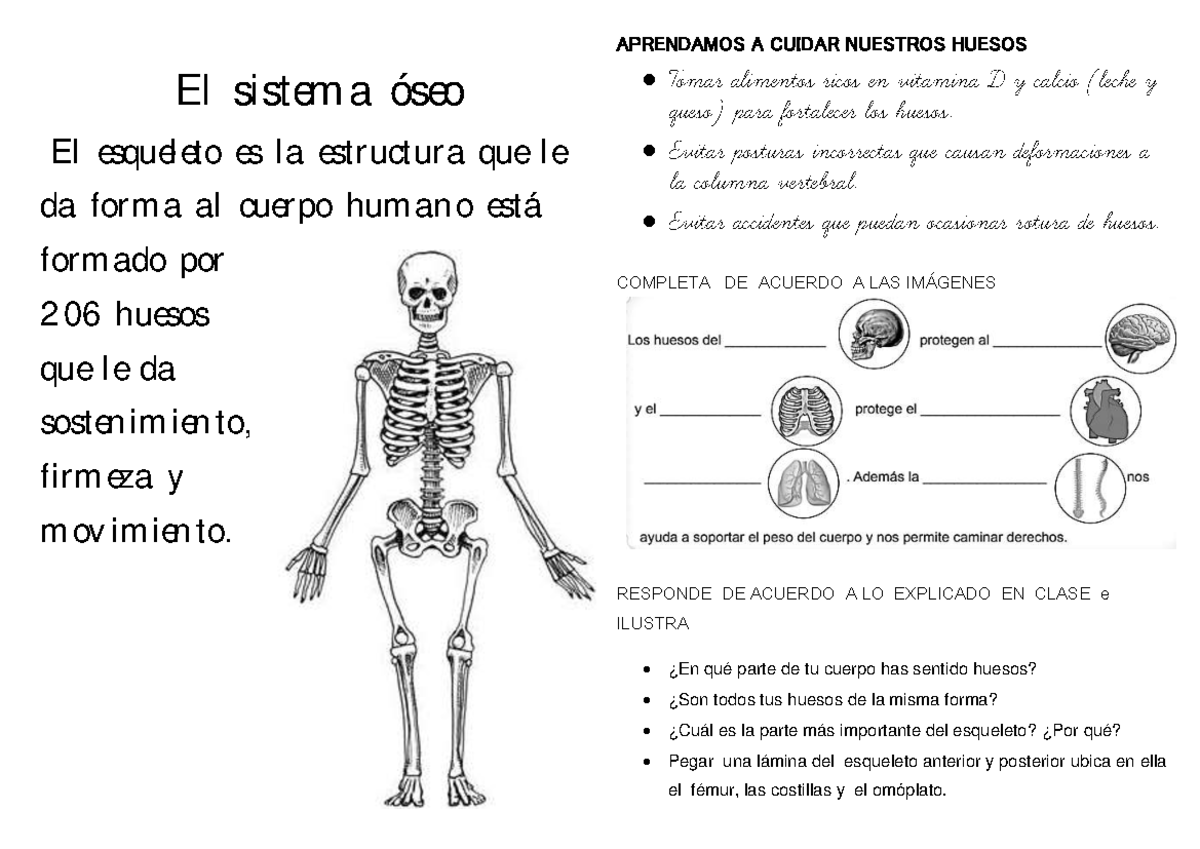 El sistema óseo sdsdsdsd - El sistem a óseo El esquel eto es l a ...