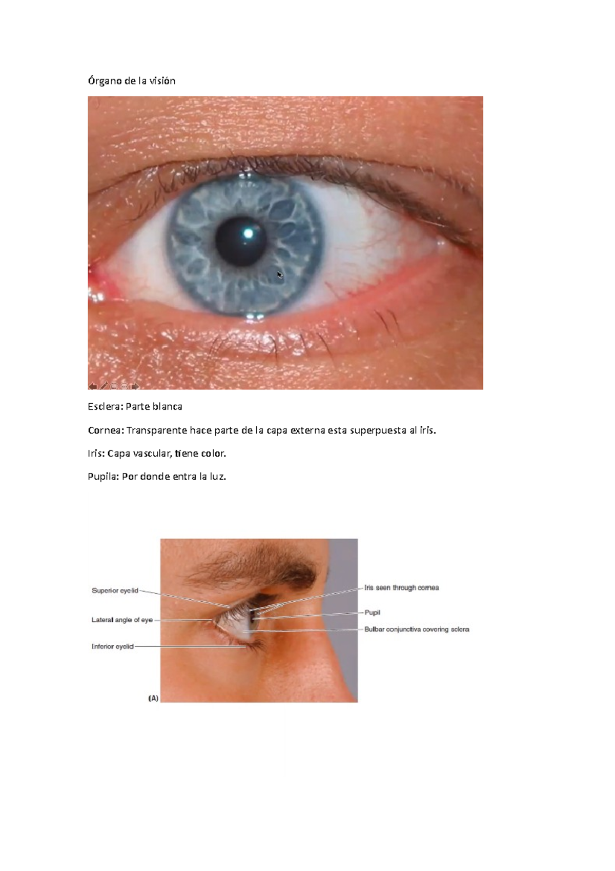 Órgano de la visión Apuntes - Órgano de la visión Esclera: Parte blanca ...