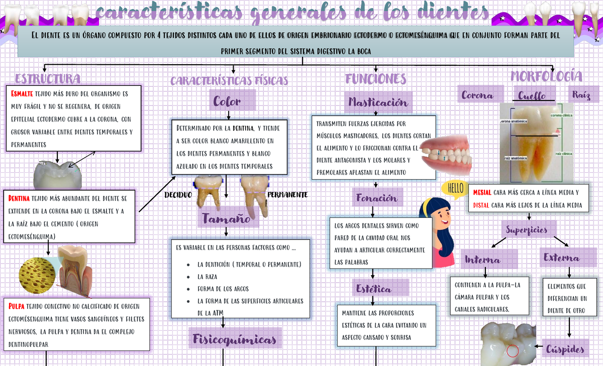 Generalidades DE LOS Dientes - características generales de los dientes ...