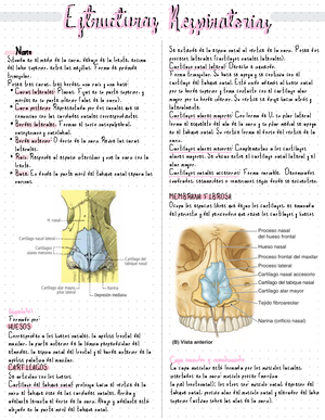 Reflejos patológicos - Reflejos patológicos De la cabeza: Reflejo de ...
