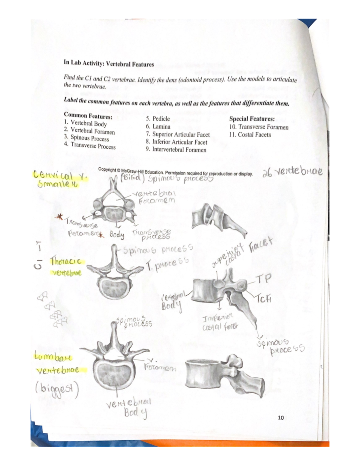 In Lab Activity Vertebral Features - KINS 1223 - Studocu