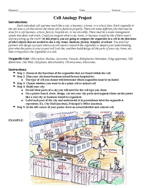 CELL Cycle Model Project - CELL CYCLE MODEL PROJECT Directions: -You ...