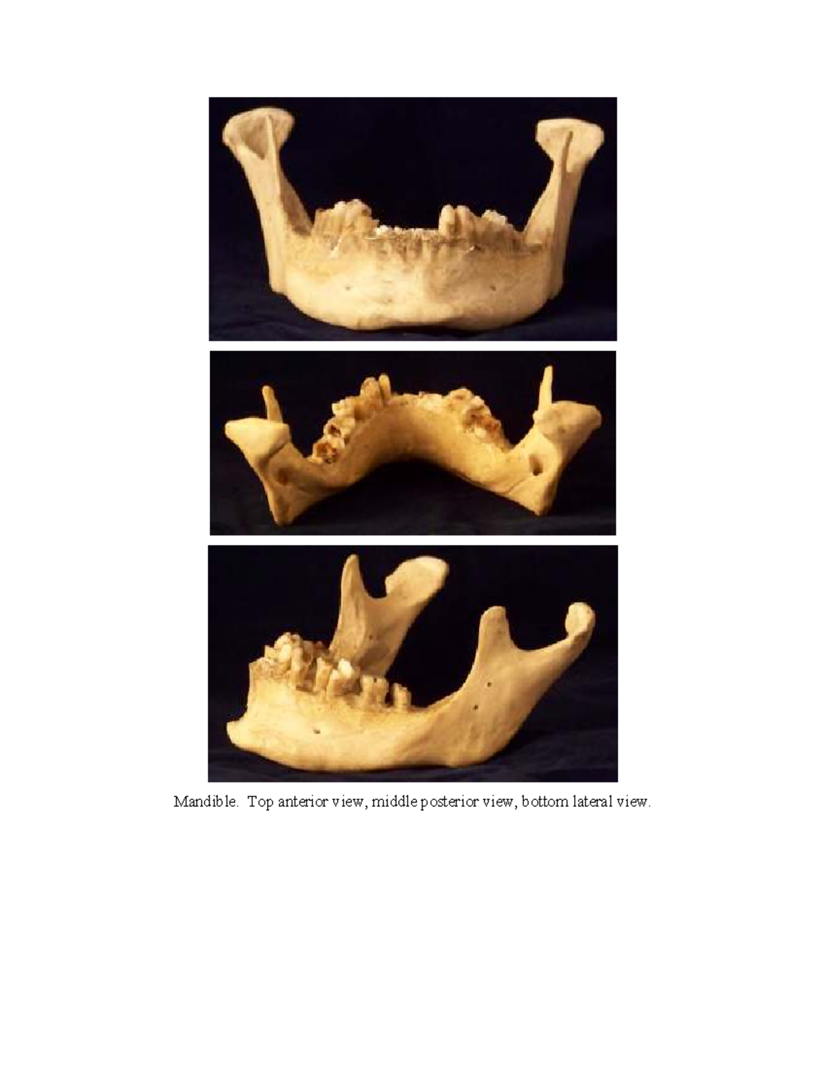 Introduction to human osteology 3 - ( ) ' - Studocu