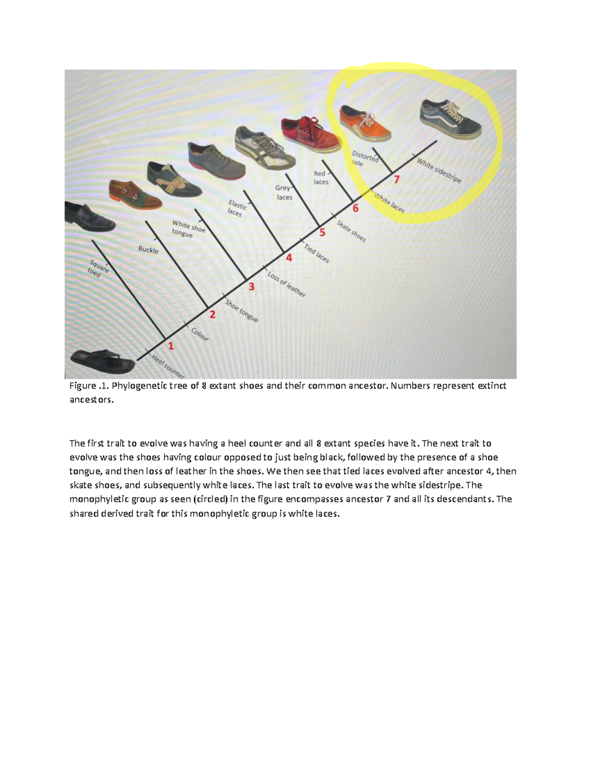Bio Assignment 1 - Figure .1. Phylogenetic tree of 8 extant shoes and ...