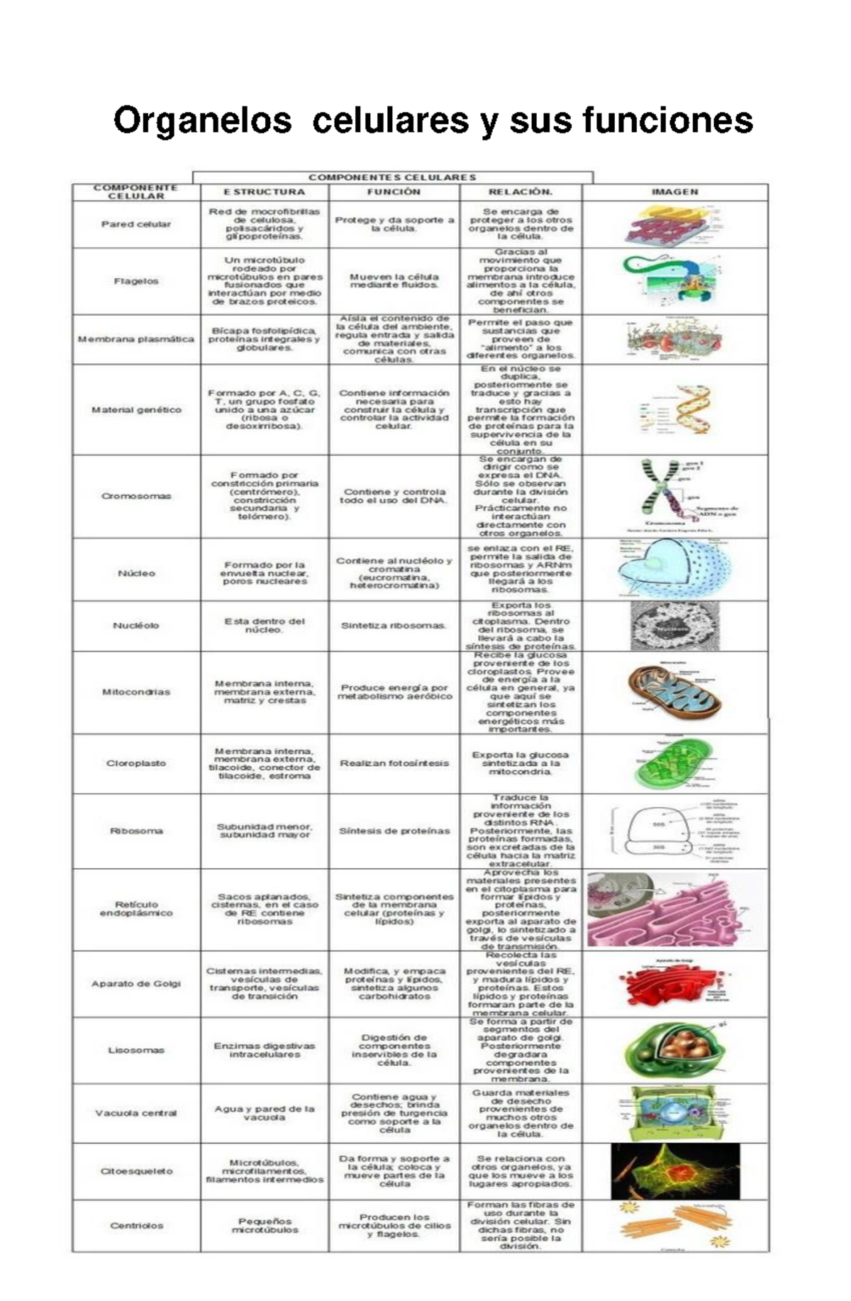 Organelos celulares y sus funciones - BIOLOGIA CELULAR - Studocu