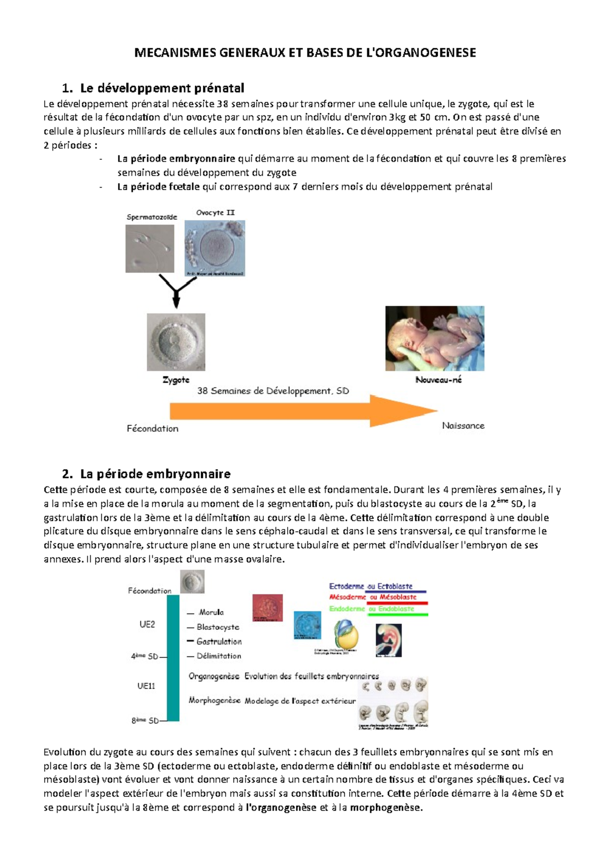 01 - Mécanismes organogenèse - MECANISMES GENERAUX ET BASES DE L ...