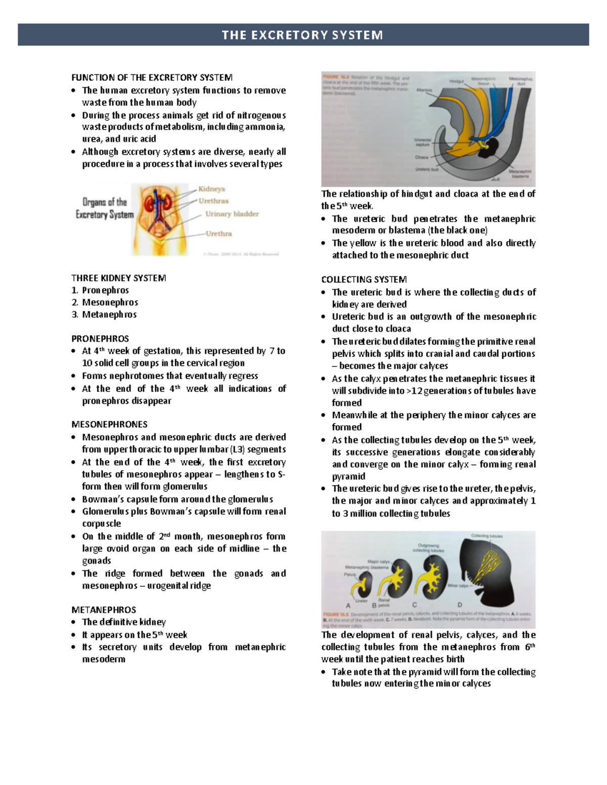 The Excretory System - FUNCTION OF THE EXCRETORY SYSTEM The human ...