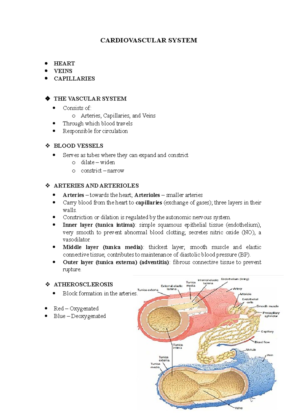 Cardiovascular System - CARDIOVASCULAR SYSTEM HEART VEINS CAPILLARIES ...