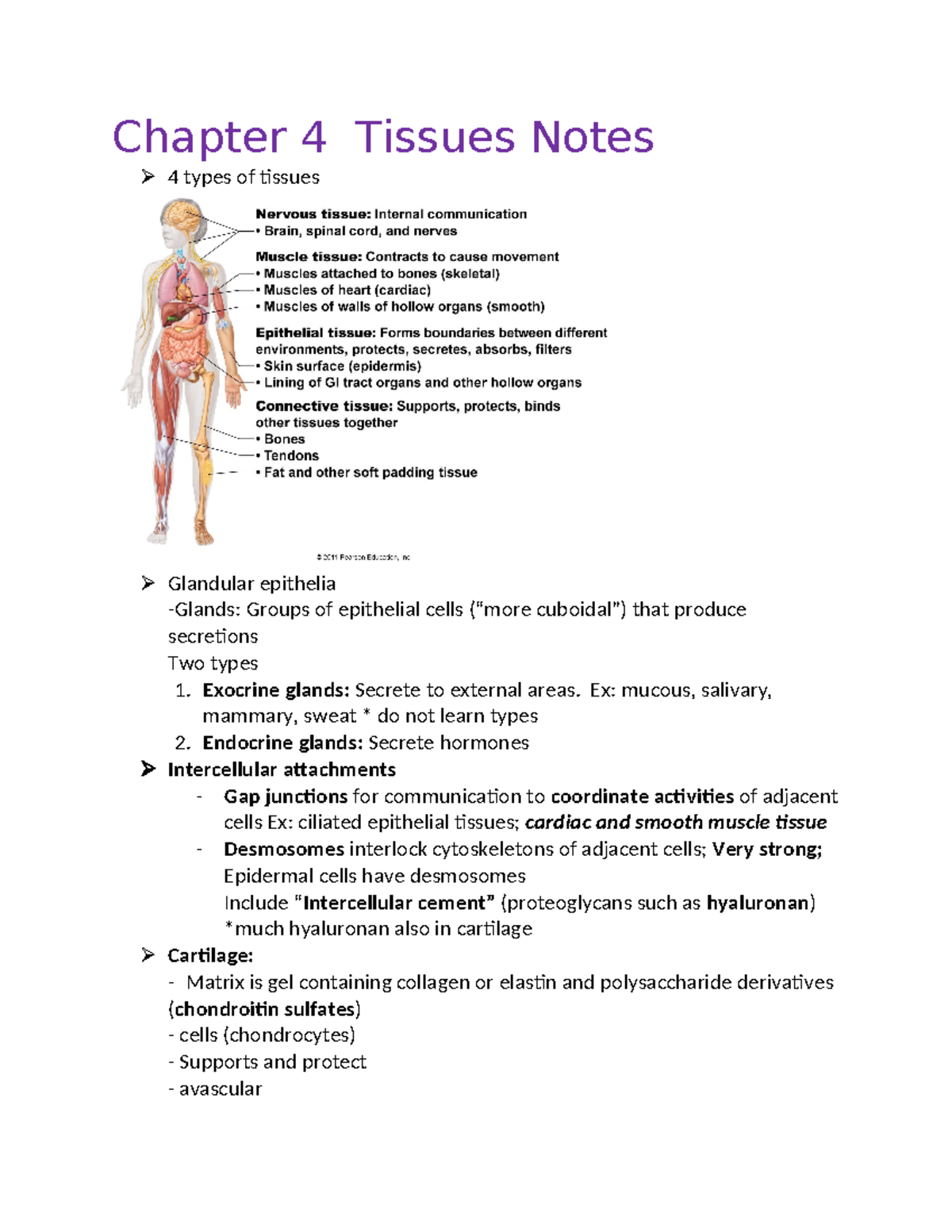 Chapter 4 Tissues Notes - Chapter 4 Tissues Notes 4 types of tissues ...