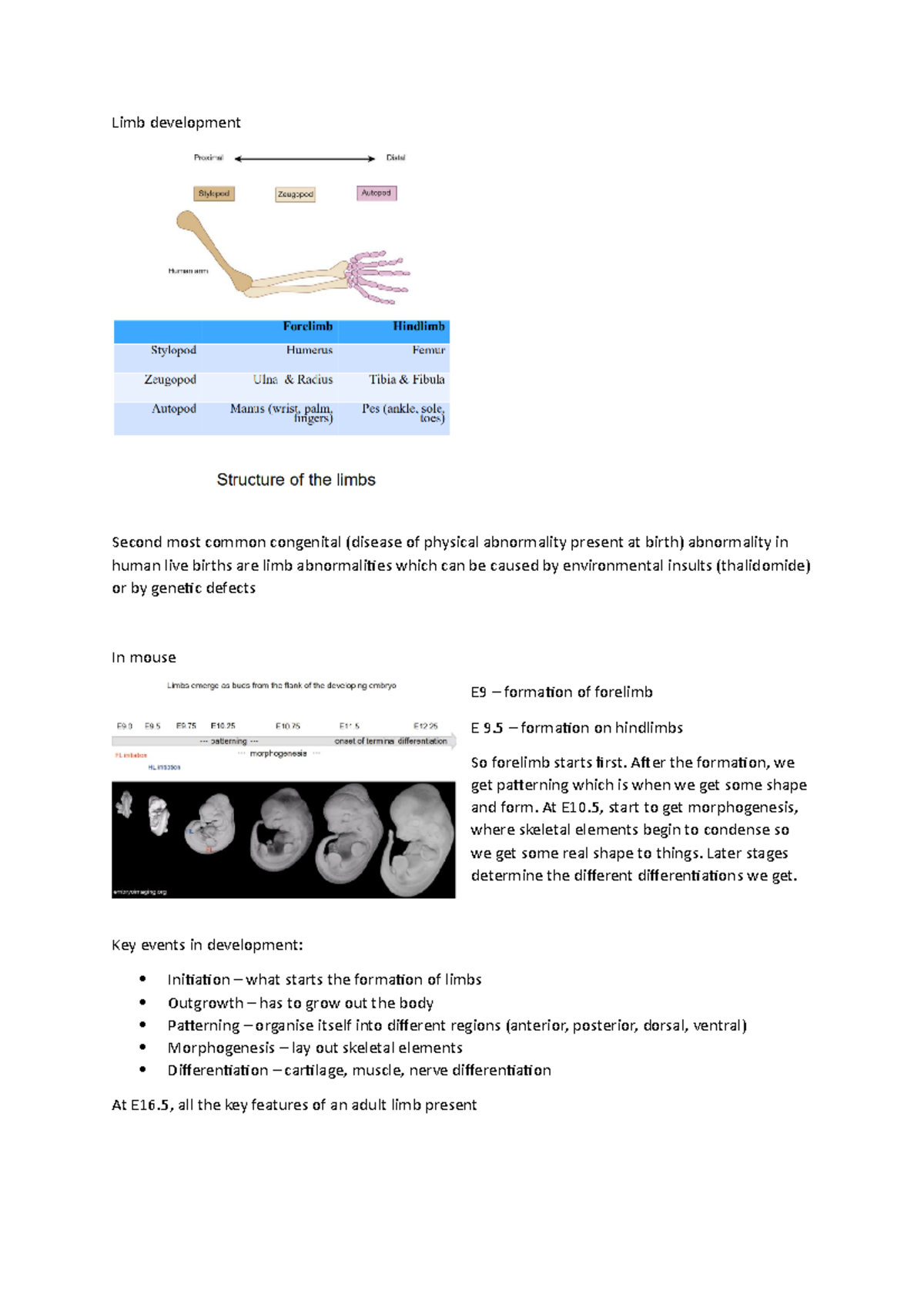 L9 Limb development - lecture - Limb development Second most common ...