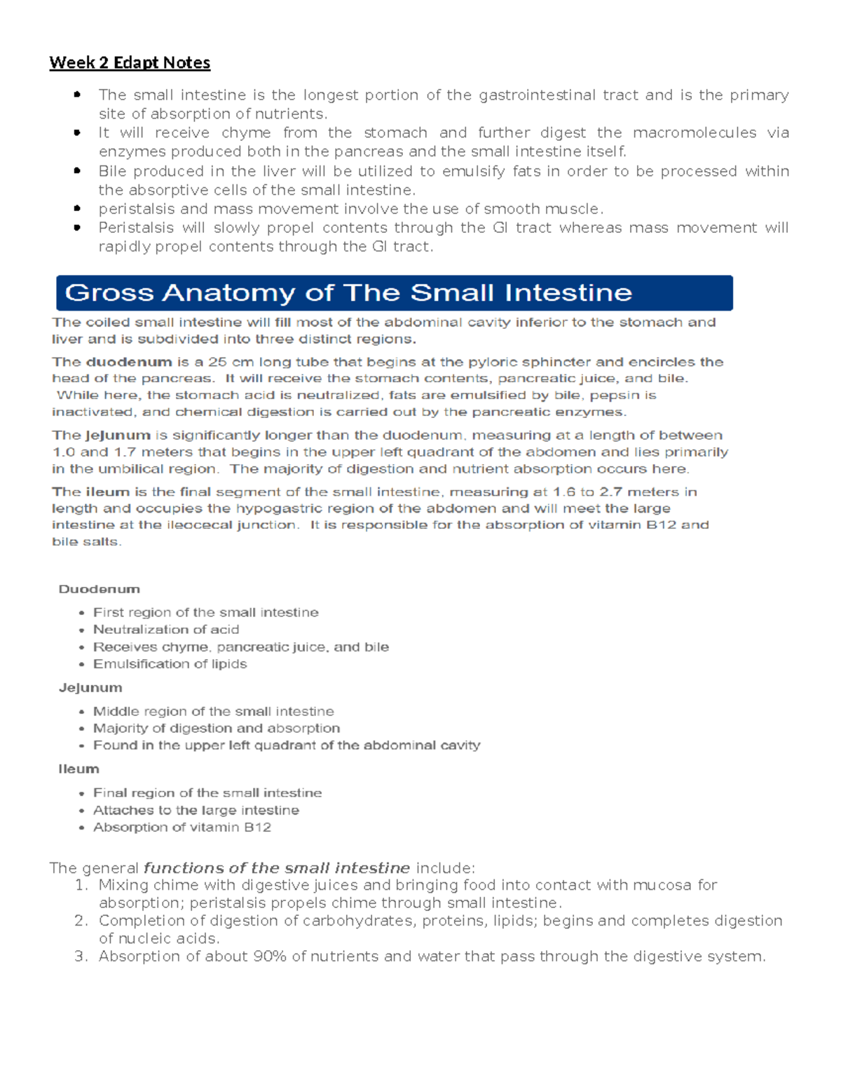 Week 2 Edapt Notes - Week 2 Edapt Notes The small intestine is the ...