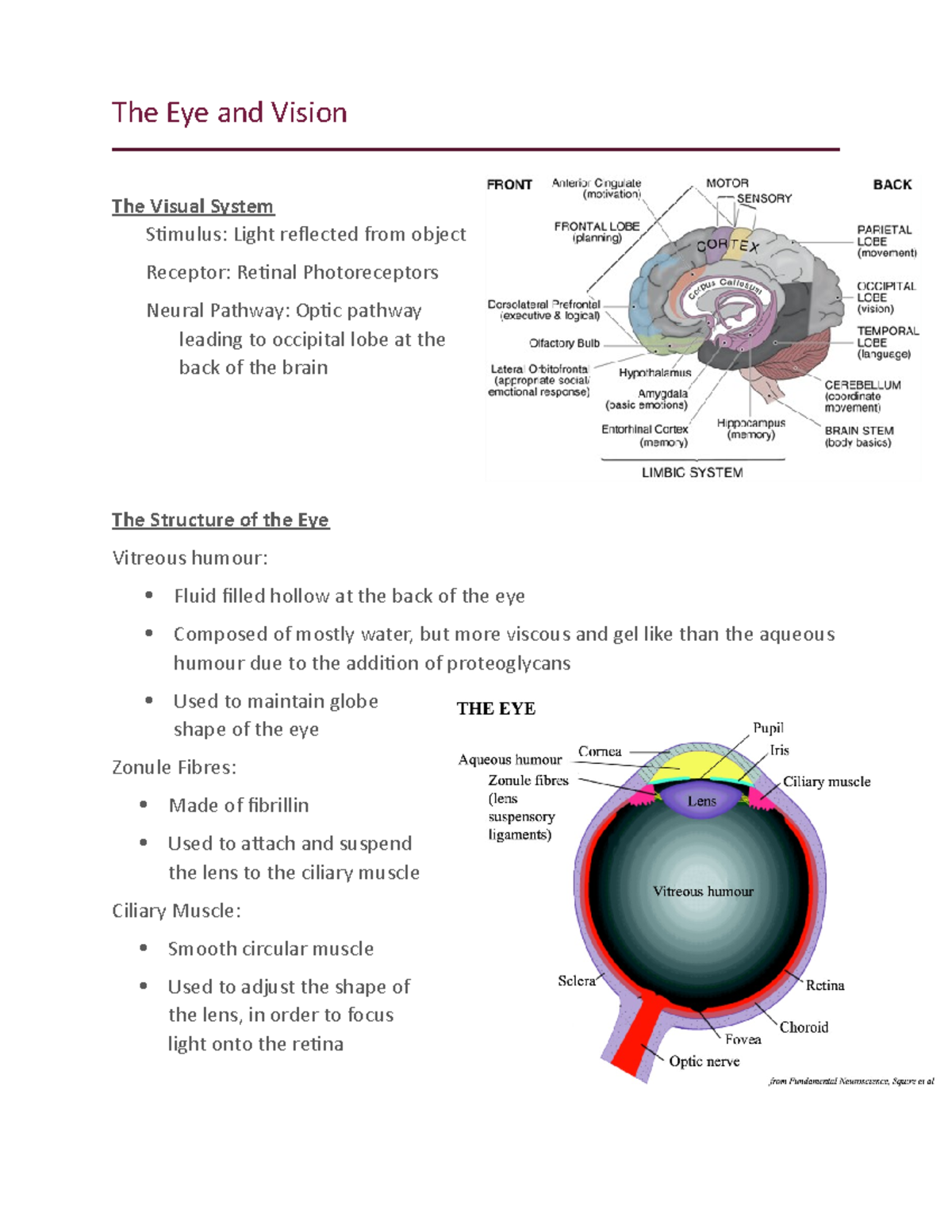 Lecture 5-The Eye and Vision - The Eye and Vision The Visual System ...