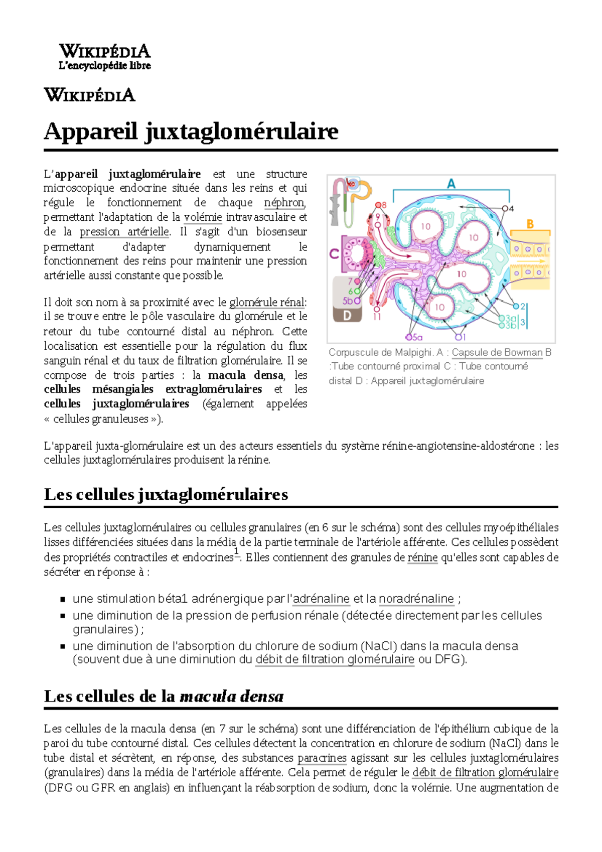 Appareil juxtaglomérulaire - Corpuscule de Malpighi. A : Capsule de ...