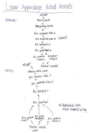 Practicum 2 - Lab labeling materials - Flow of Air through body L ...