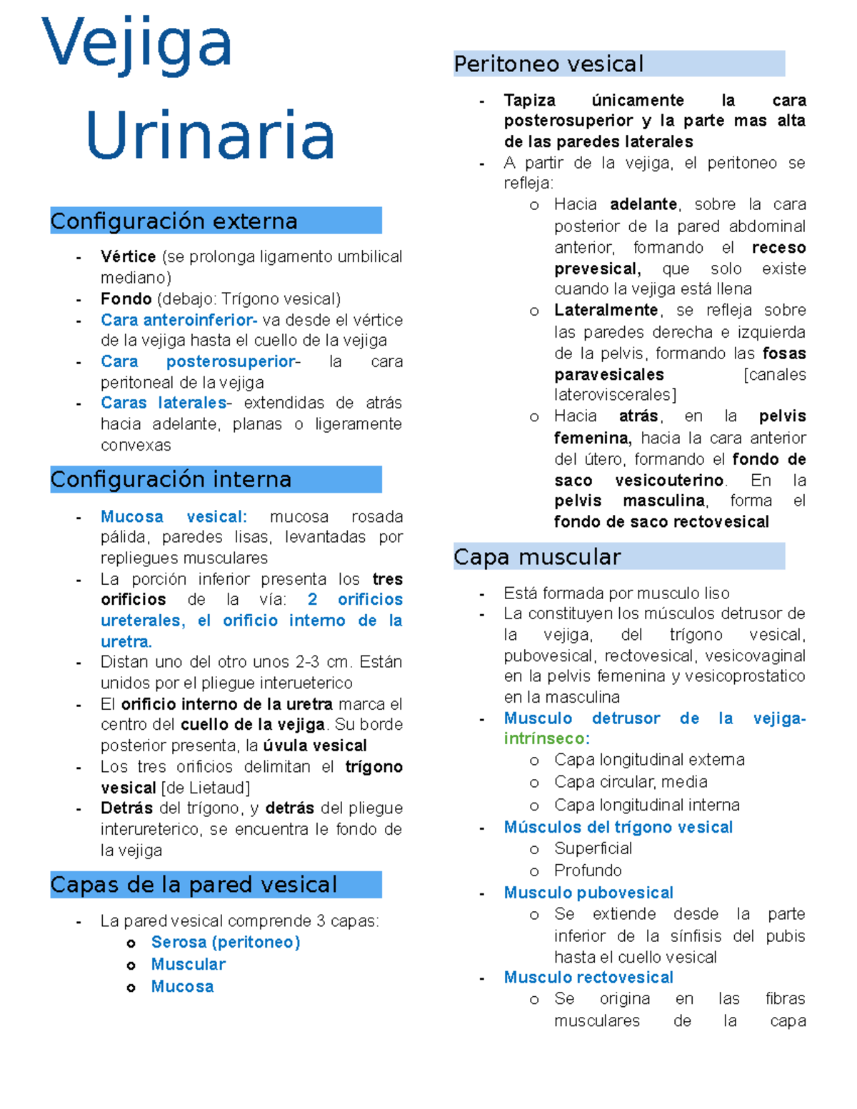 Vejiga Urinaria - apuntes clase - Configuración externa Vértice (se ...
