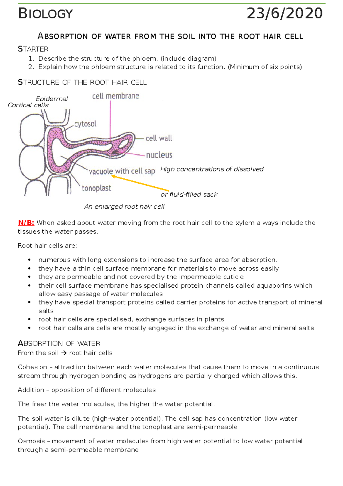 Absorption Of Water From The Soil Into The Root Hair Cell BIOLOGY 23