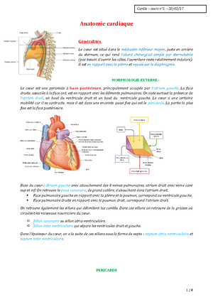 Embryologie du système cardiaque - Appareil Circulatoire : Embryologie ...