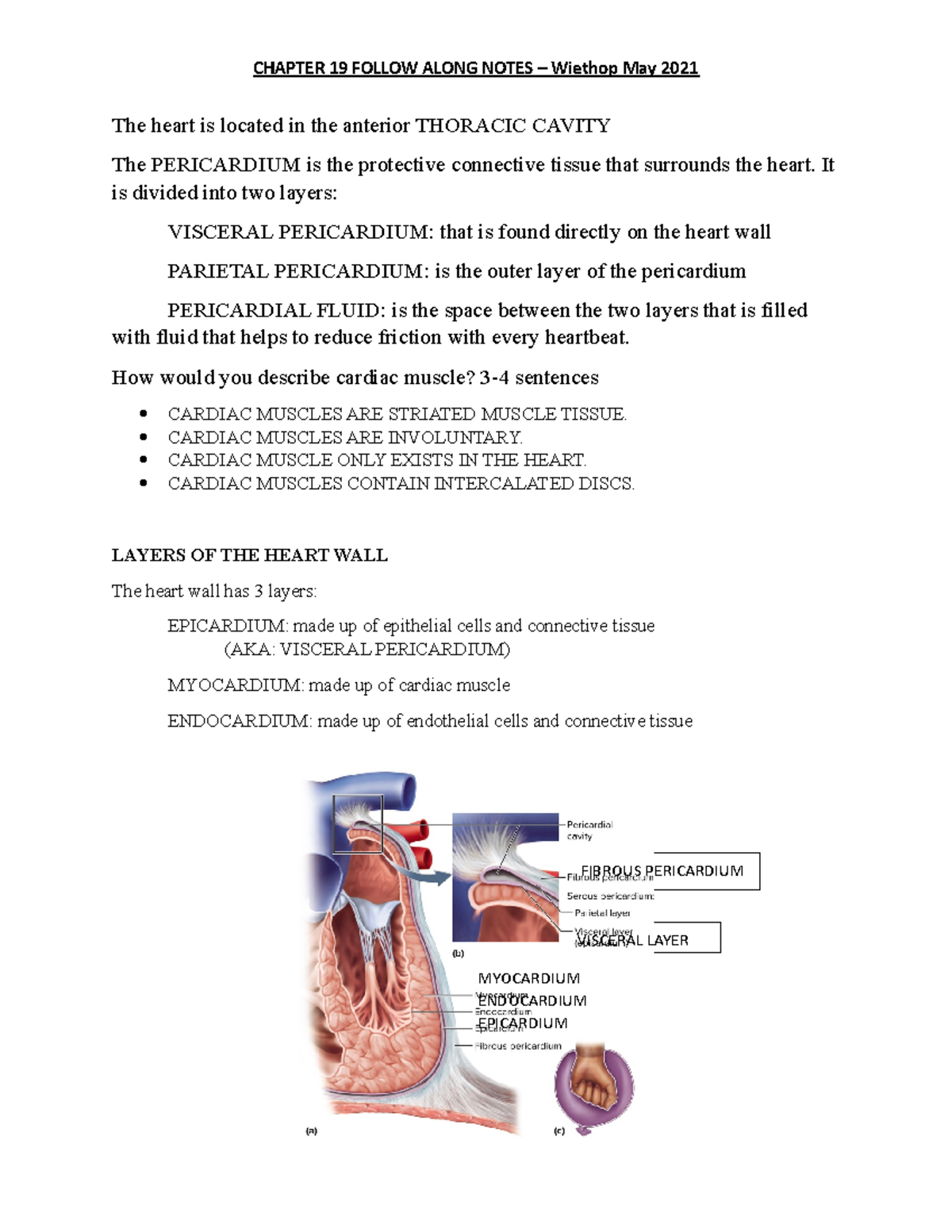 WK 2 Outline - chapter 19 heart notes - The heart is located in the ...