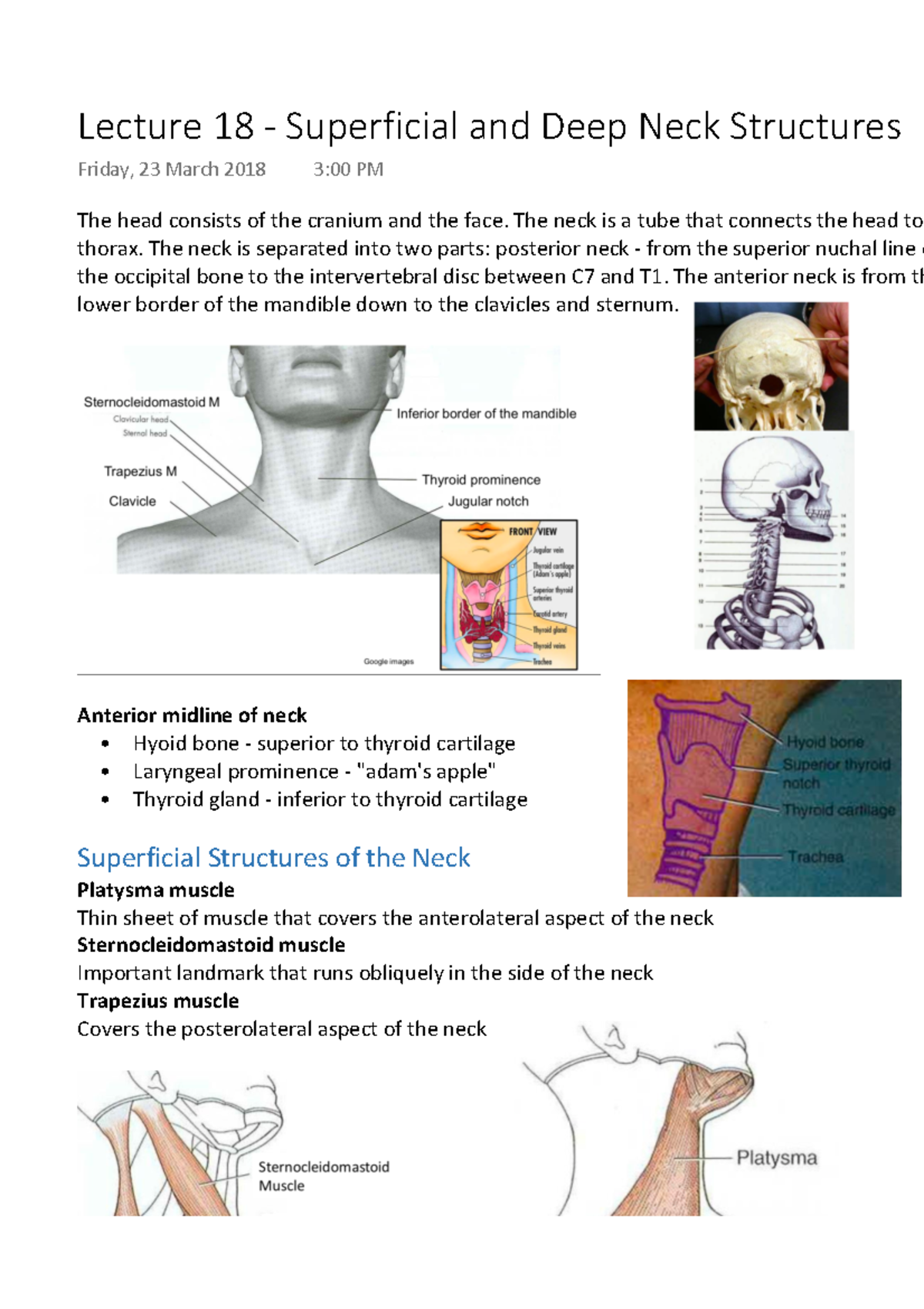 Lecture 18 - Superficial and Deep Neck Structures - Warning: TT: undefined function: 32 The head ...