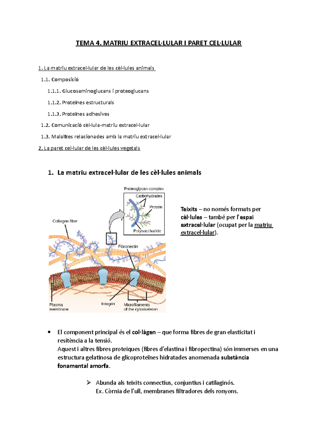 Biocel tema 4 MEMBRANA PLASMÀTICA - TEMA 4. MATRIU EXTRACEL·LULAR I PARET CEL·LULAR 1. La matriu ...