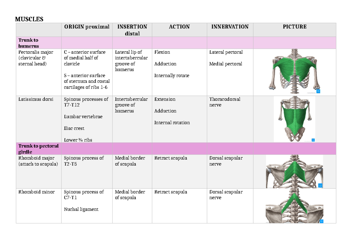 Muscles - MUSCLES ORIGIN proximal INSERTION distal ACTION INNERVATION ...