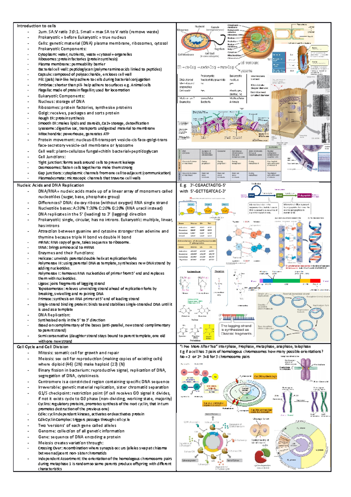 CBG Complete Summary - Introduction to cells 2um. SA:V ratio 3:0:1 ...