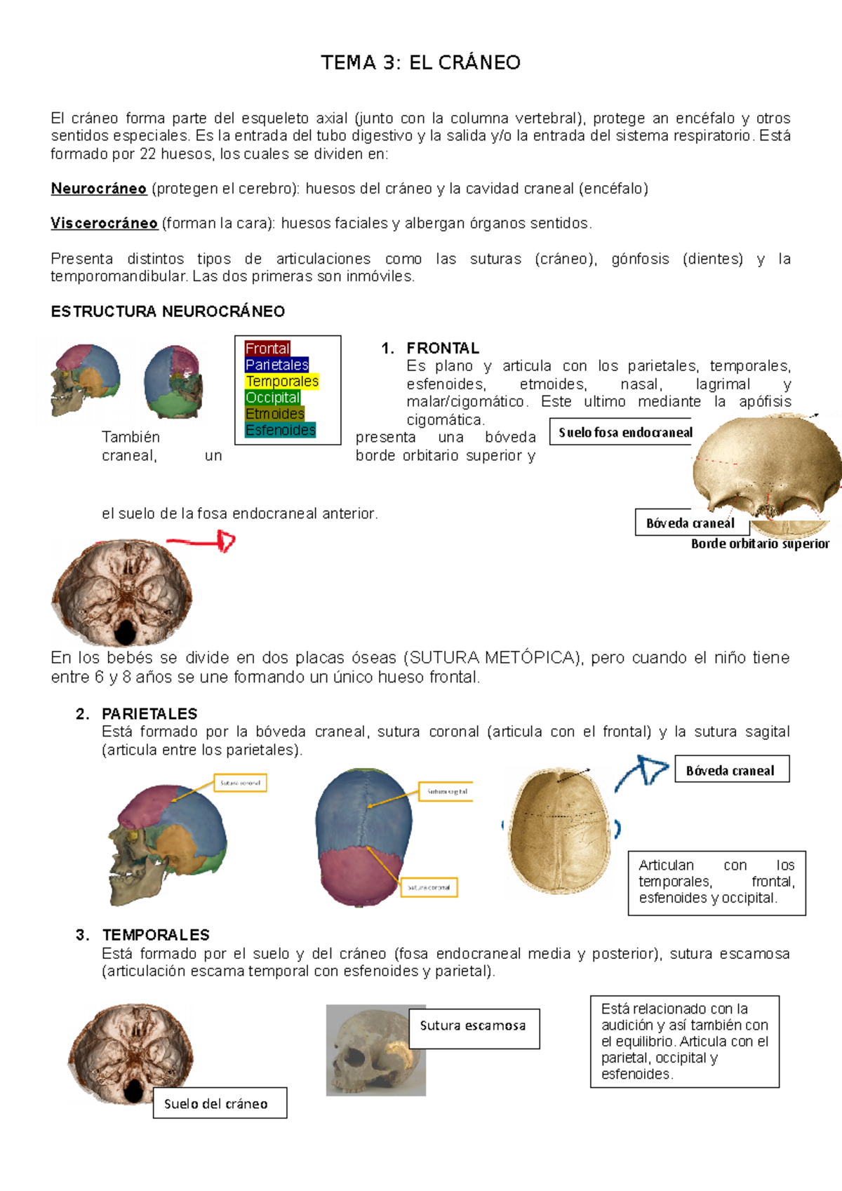 Tema 3 anatomía - Sfb - TEMA 3: EL CRÁNEO El cráneo forma parte del ...