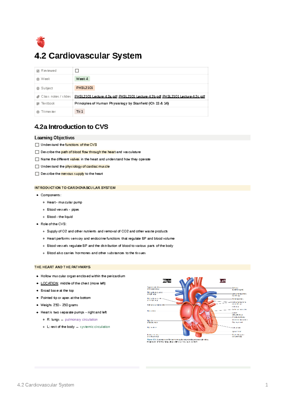 4.2 Cardiovascular System - 🫀 4 Cardiovascular System Reviewed Week ...