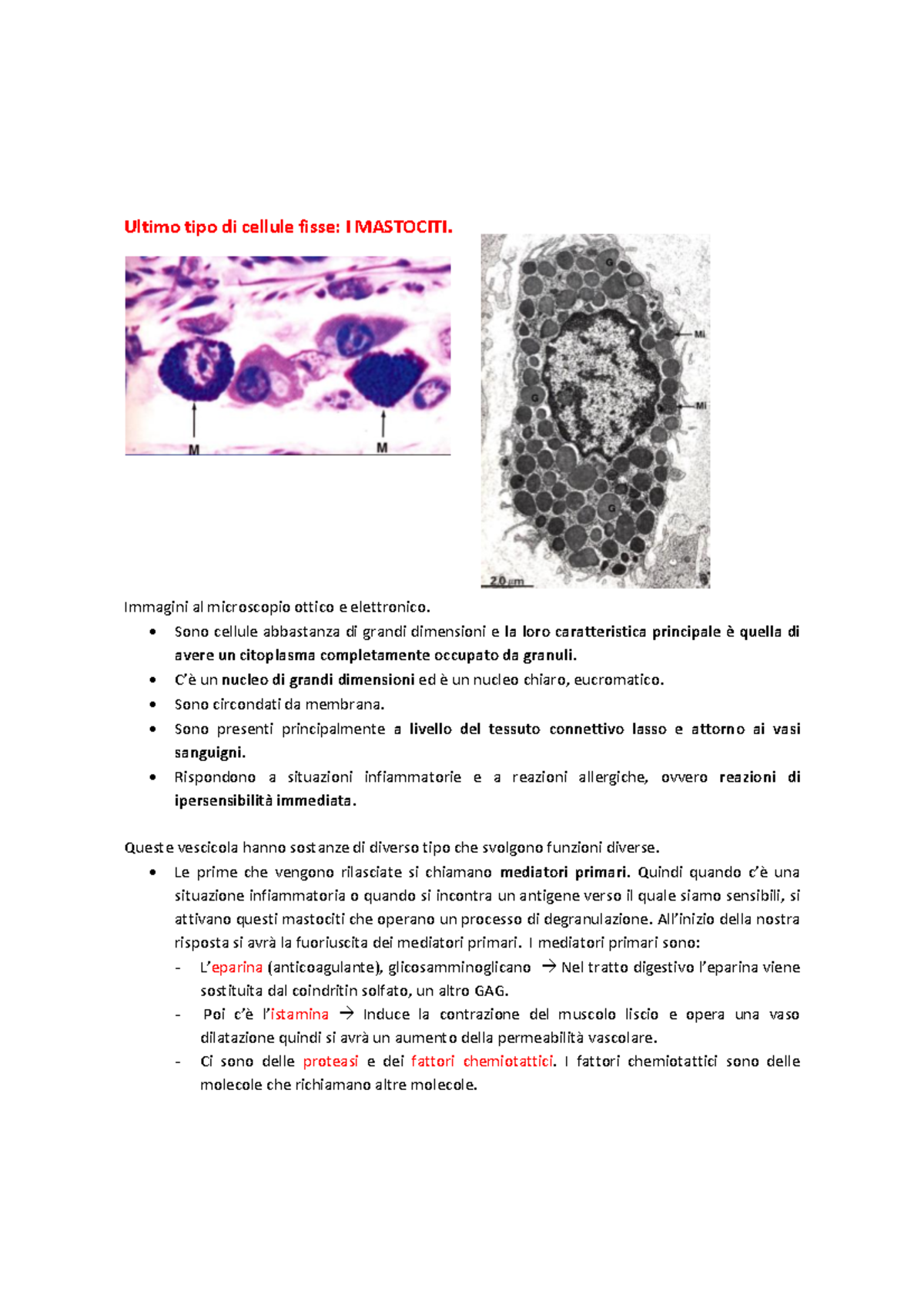 Istologia 10 - Appunti 10 - Ultimo tipo di cellule fisse: I MASTOCITI ...