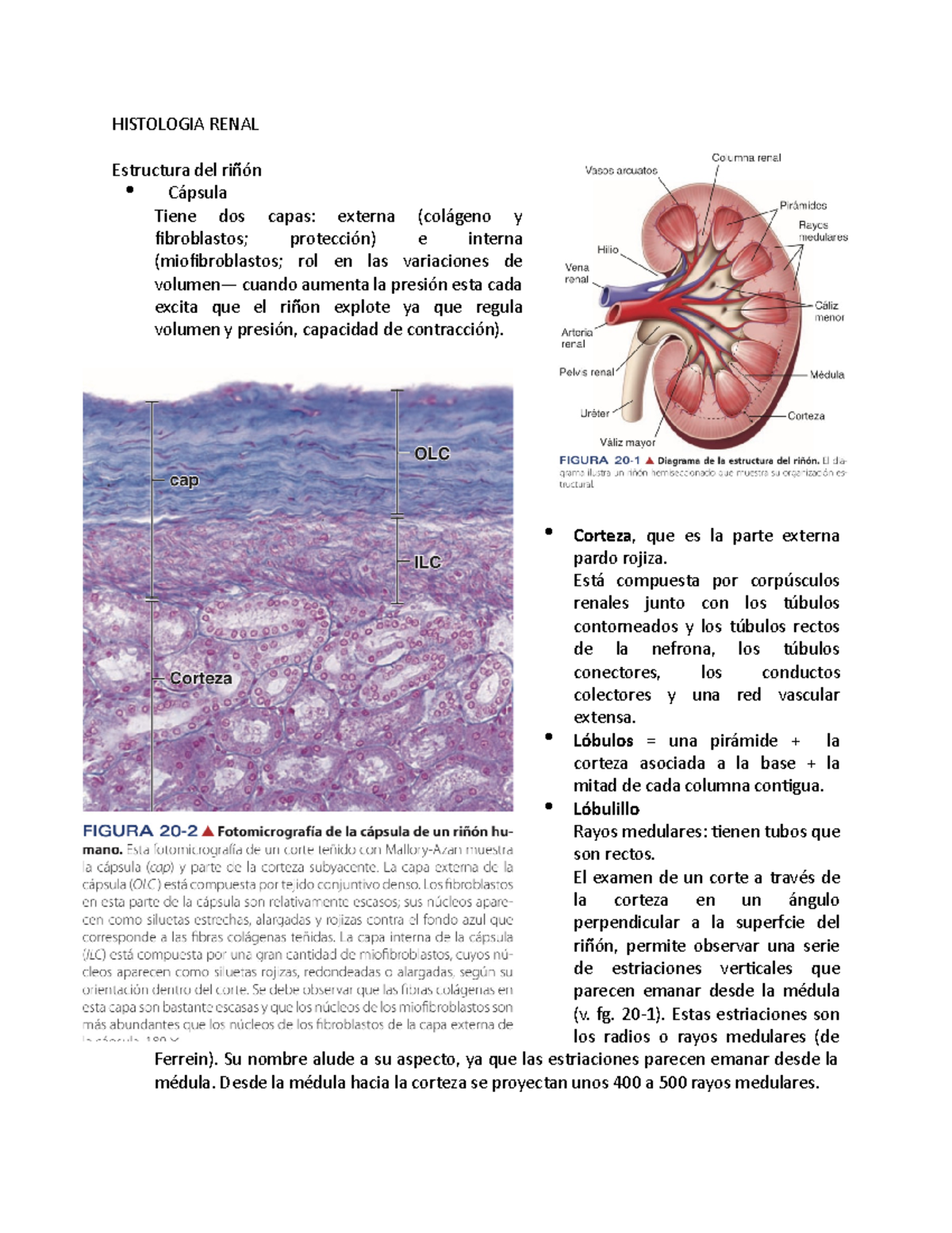 Repaso de Histología del Sistema Urinario - HISTOLOGIA RENAL Estructura ...
