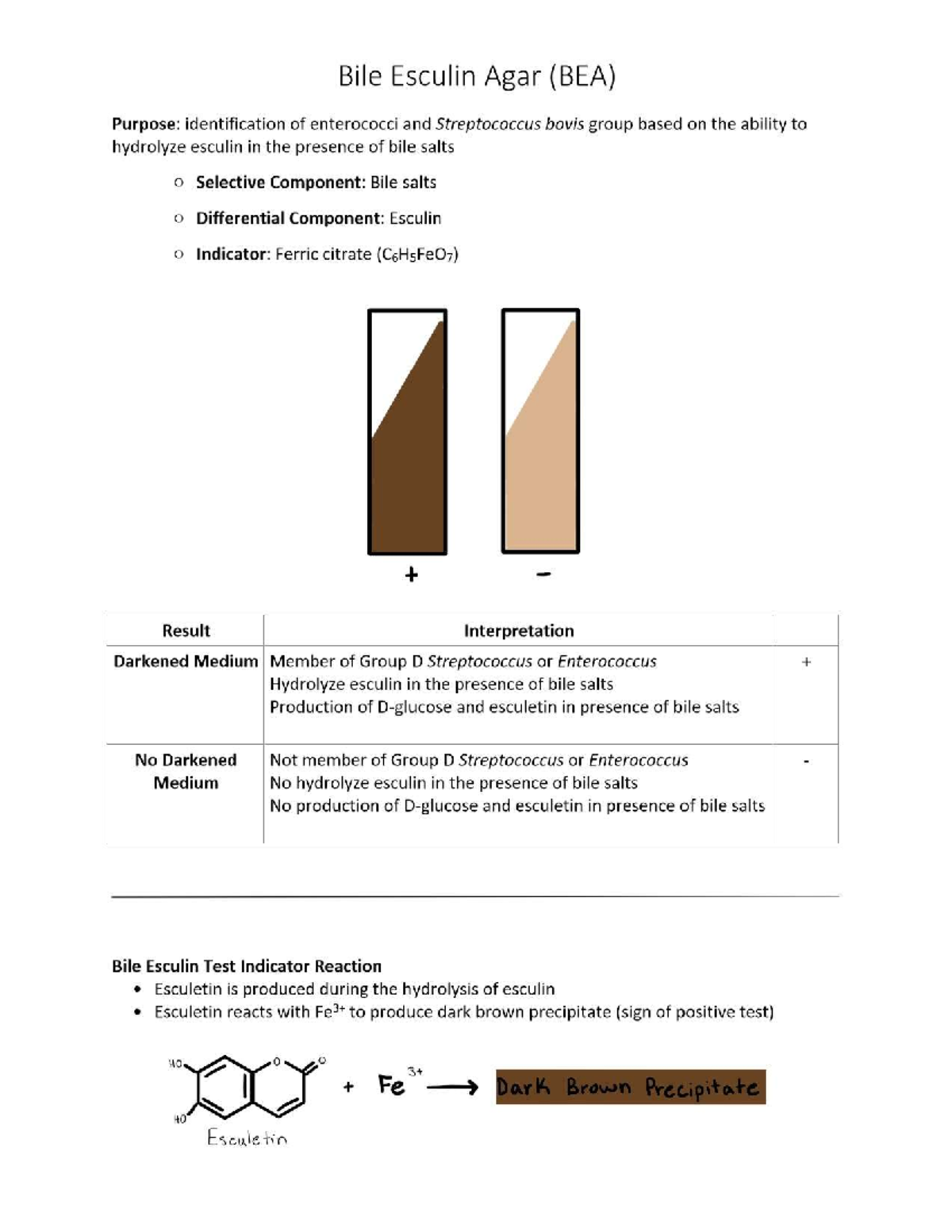 Bile Esculin Agar - lab notes - BIOL 206 - Studocu