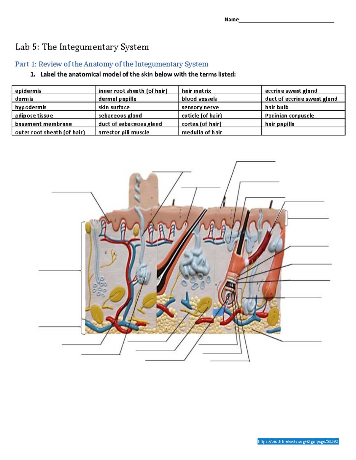 Lab 5.1-Integumentary System Worksheet - Lab 5: The Integumentary ...