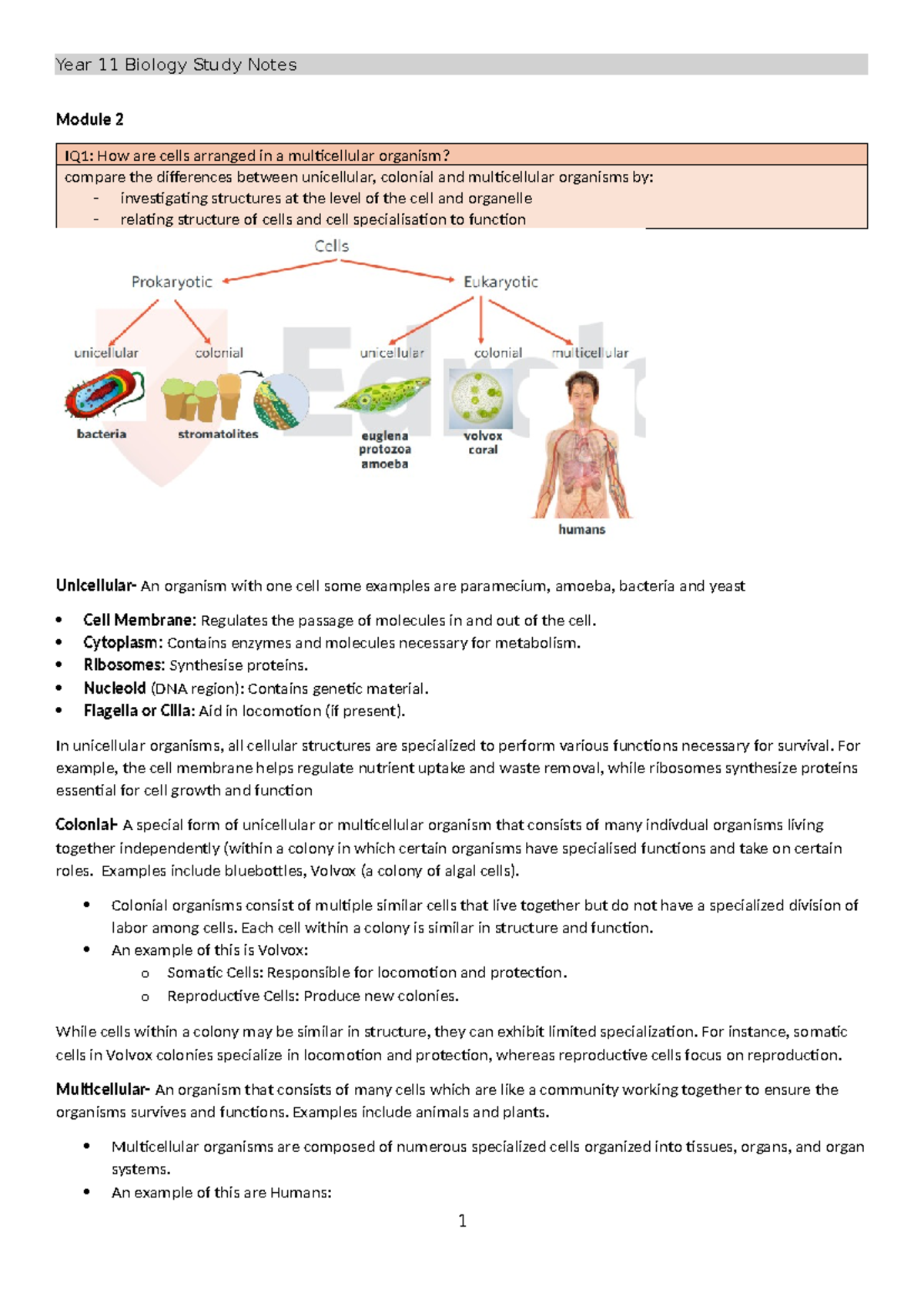 Module 2 bio - Module 2 IQ1: How are cells arranged in a multicellular ...