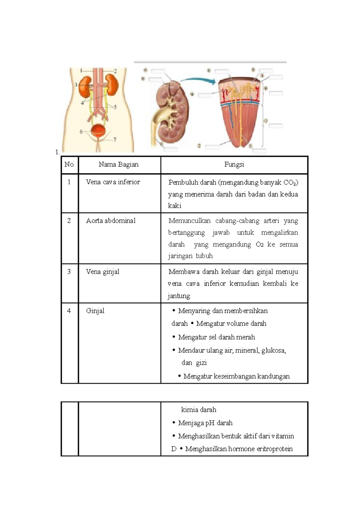 Anatomi Fisiologi Ginjal - 1. No. Nama Bagian Fungsi 1 Vena cava ...