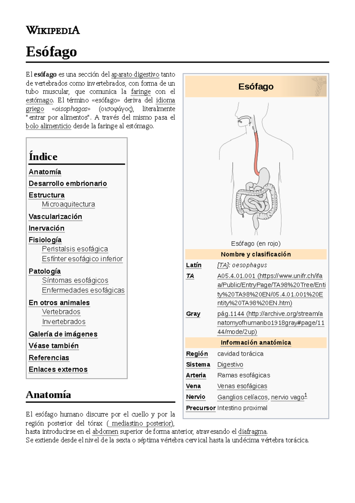Esófago - Esófago Esófago (en rojo) Nombre y clasificación Latín [TA ...