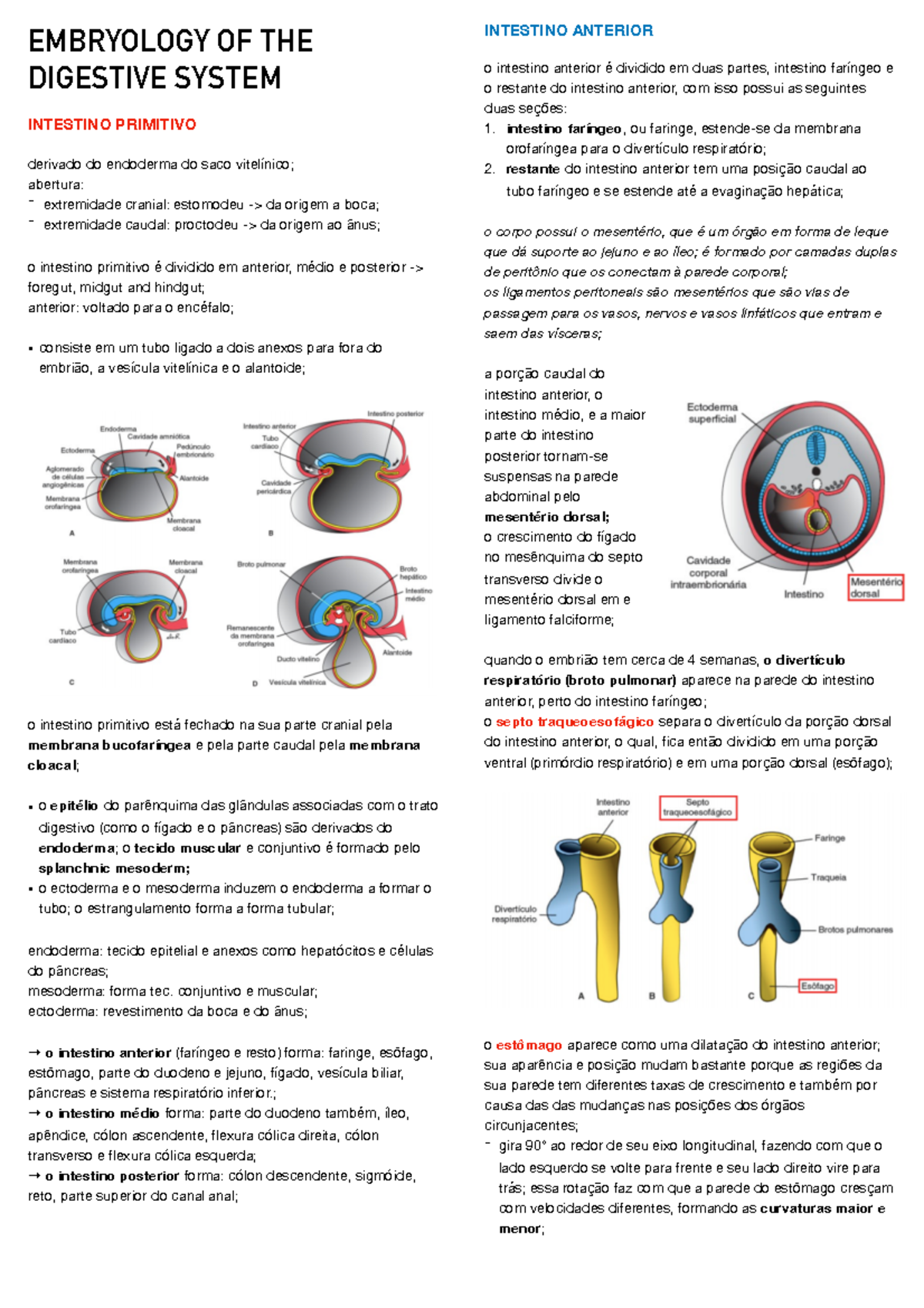 SO II - N2 - parte 1 - fisiologia - EMBRYOLOGY OF THE DIGESTIVE SYSTEM ...