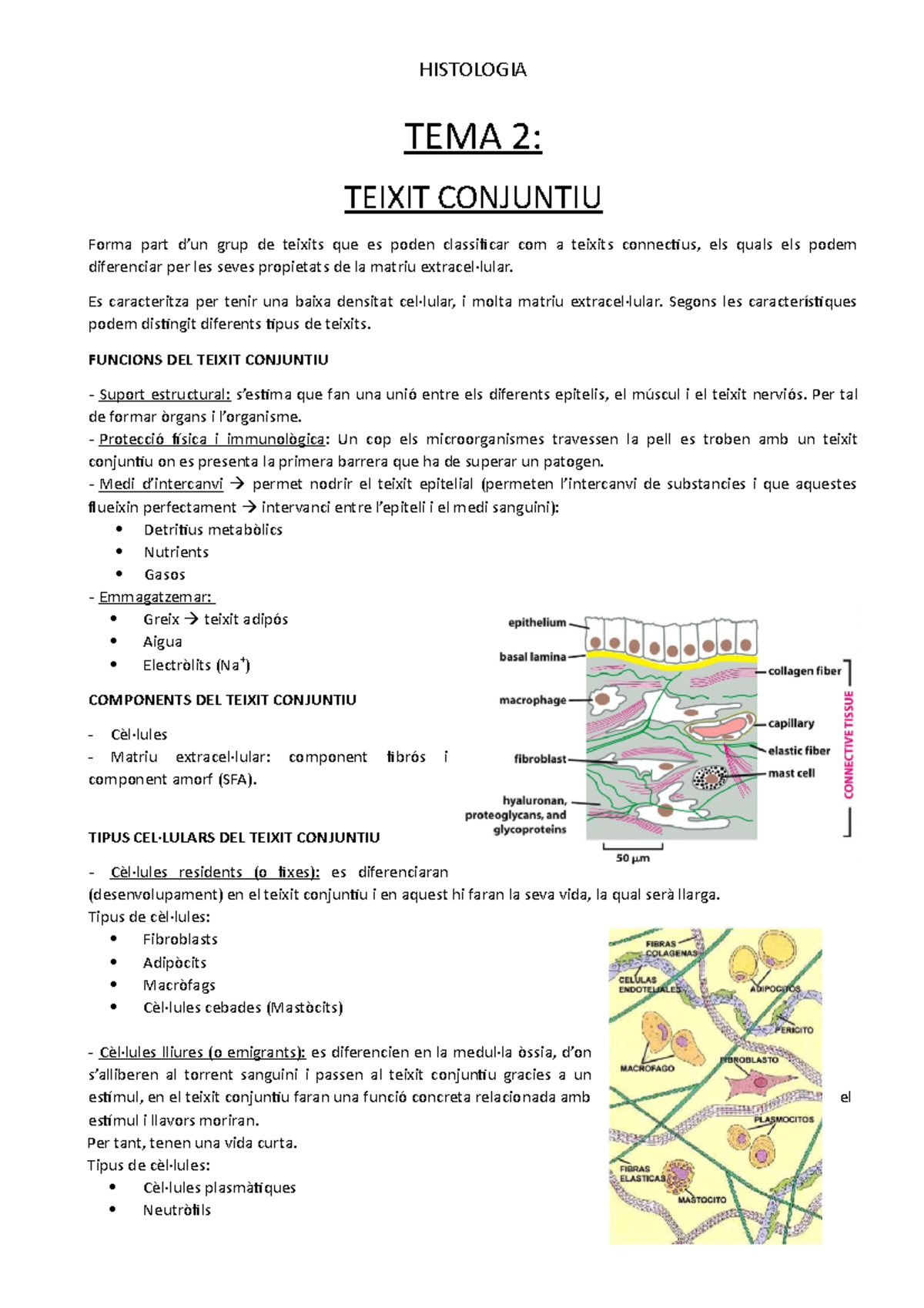 TEMA 2. Teixit conjuntiu - HISTOLOGIA TEMA 2: TEIXIT CONJUNTIU Forma ...