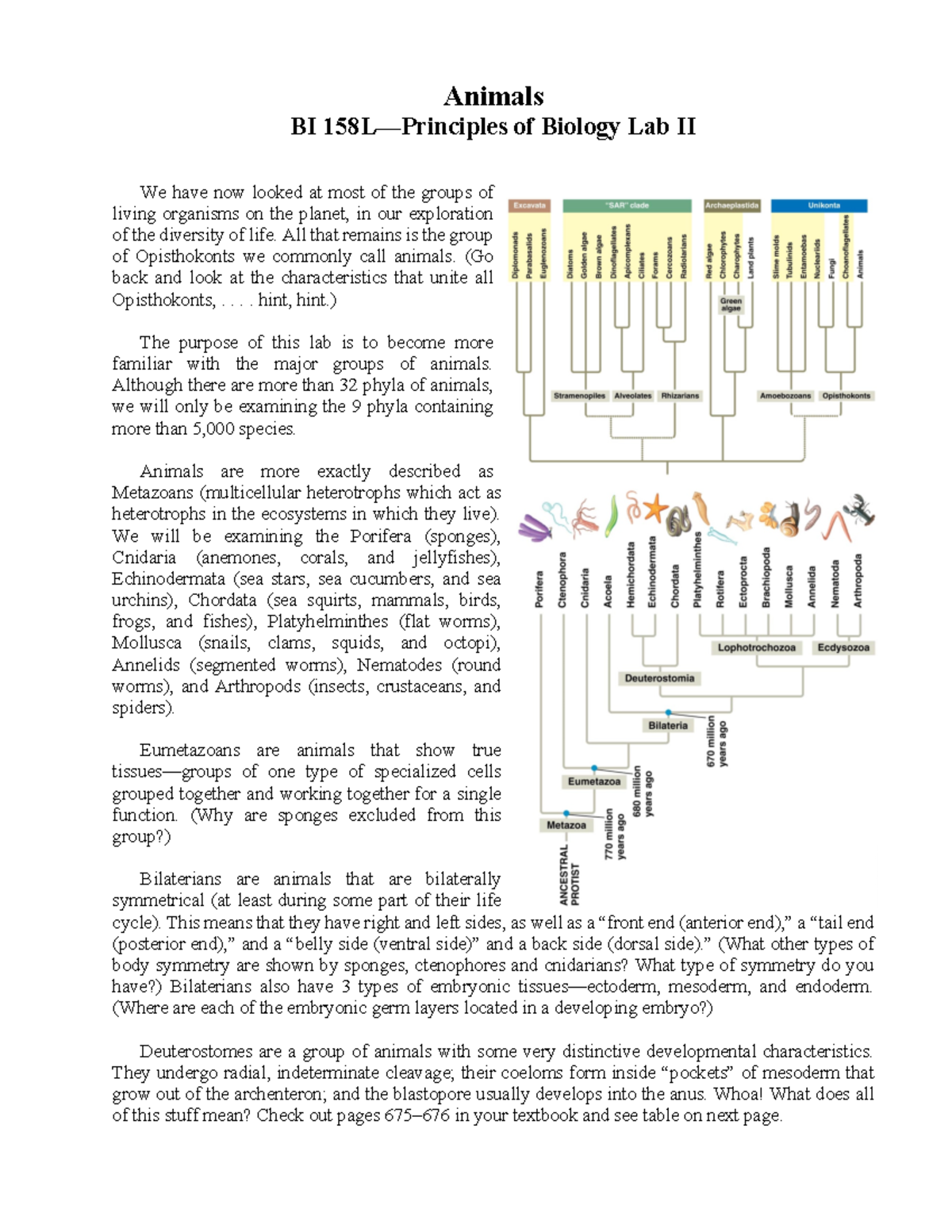 Animals- Squid dissection - Animals BI 158L—Principles of Biology Lab ...