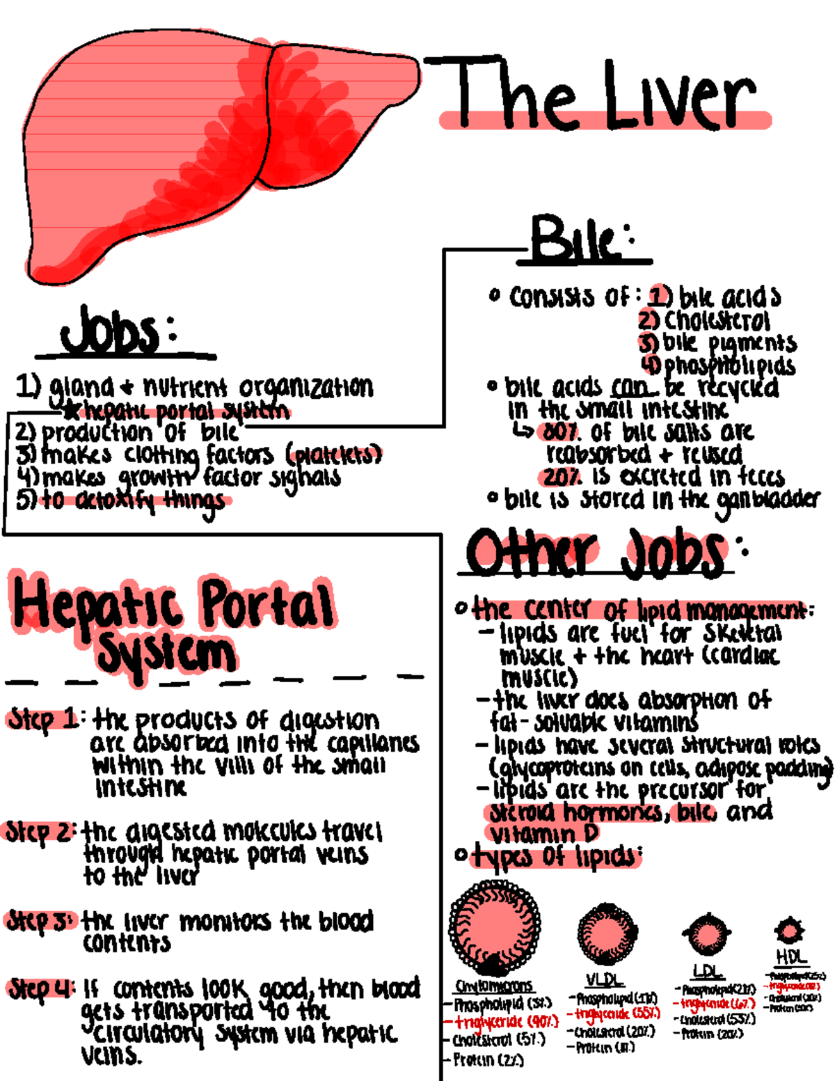 All About the Liver - BIOL 261 - UofL - Studocu