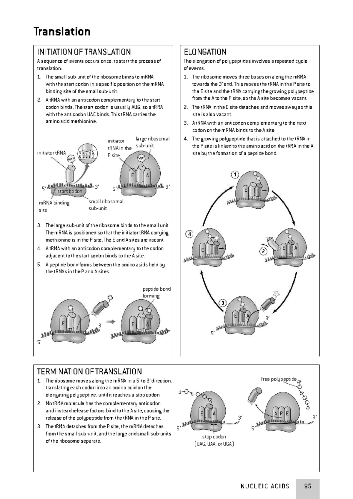 Biology study guide - 7 - N U C L E I C A C I D S 95 Translation ...