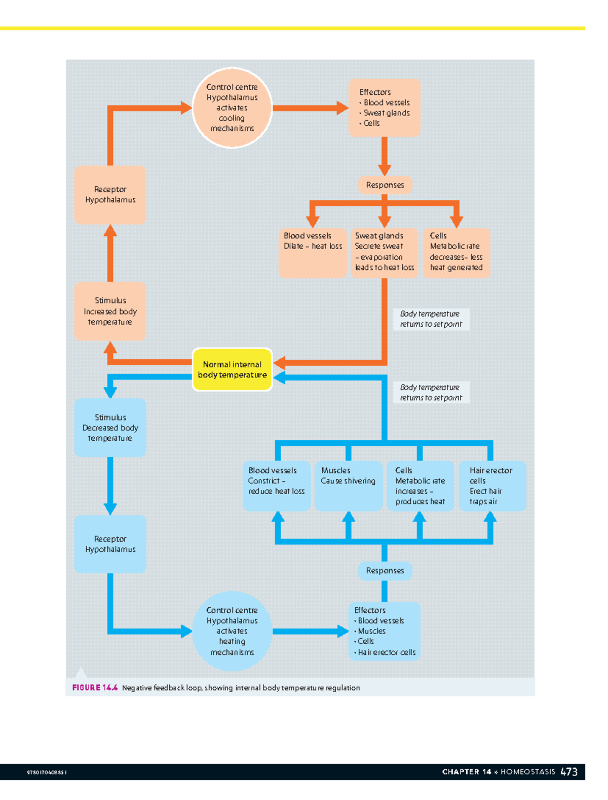 Figure 14.4 Negative feedback loop, showing internal body temperature ...