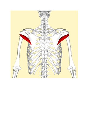 The Spine and Trunk Notes - The Spine and Trunk Notes Studentdocu Bones ...