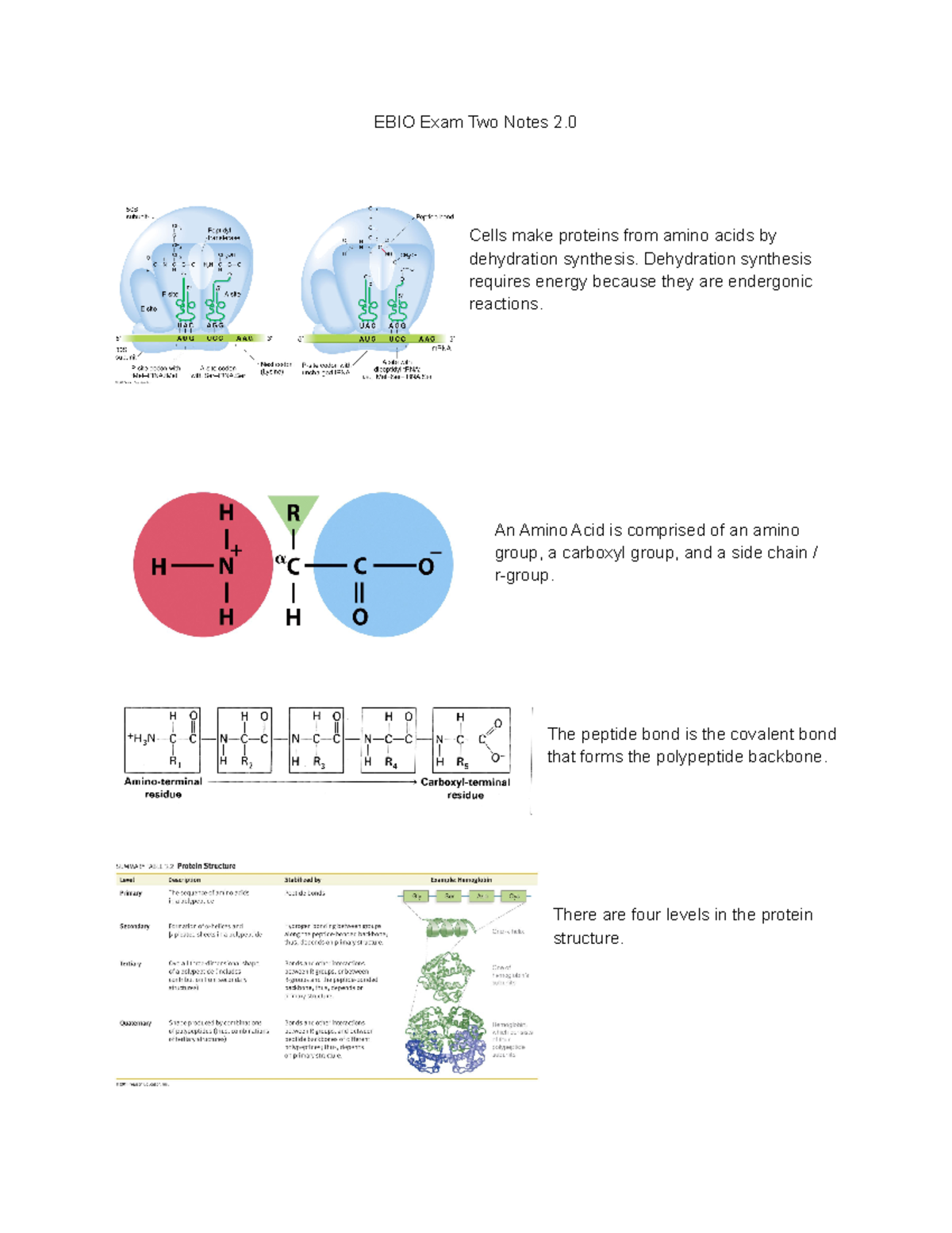 EBIO Exam Two Notes 2.0 - Exam 2 Prep - EBIO Exam Two Notes 2. Cells ...
