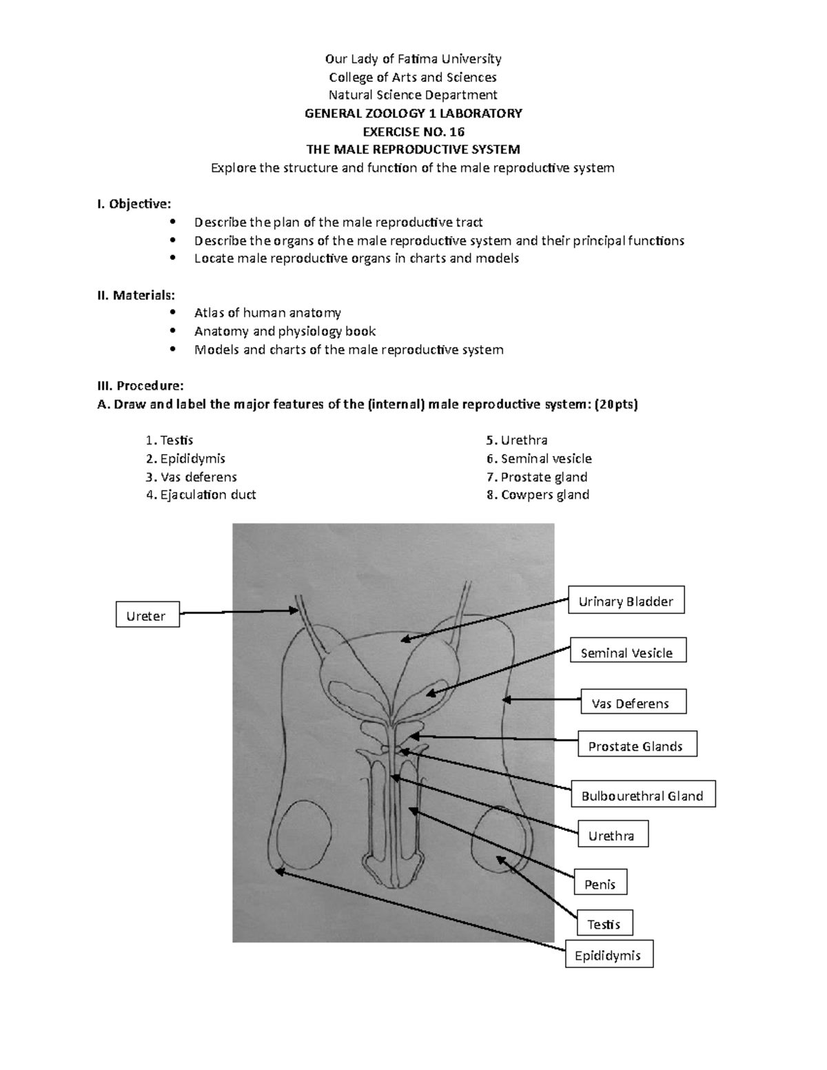 Exercise No. 12 Male Reproductive System - Our Lady of Fatima ...