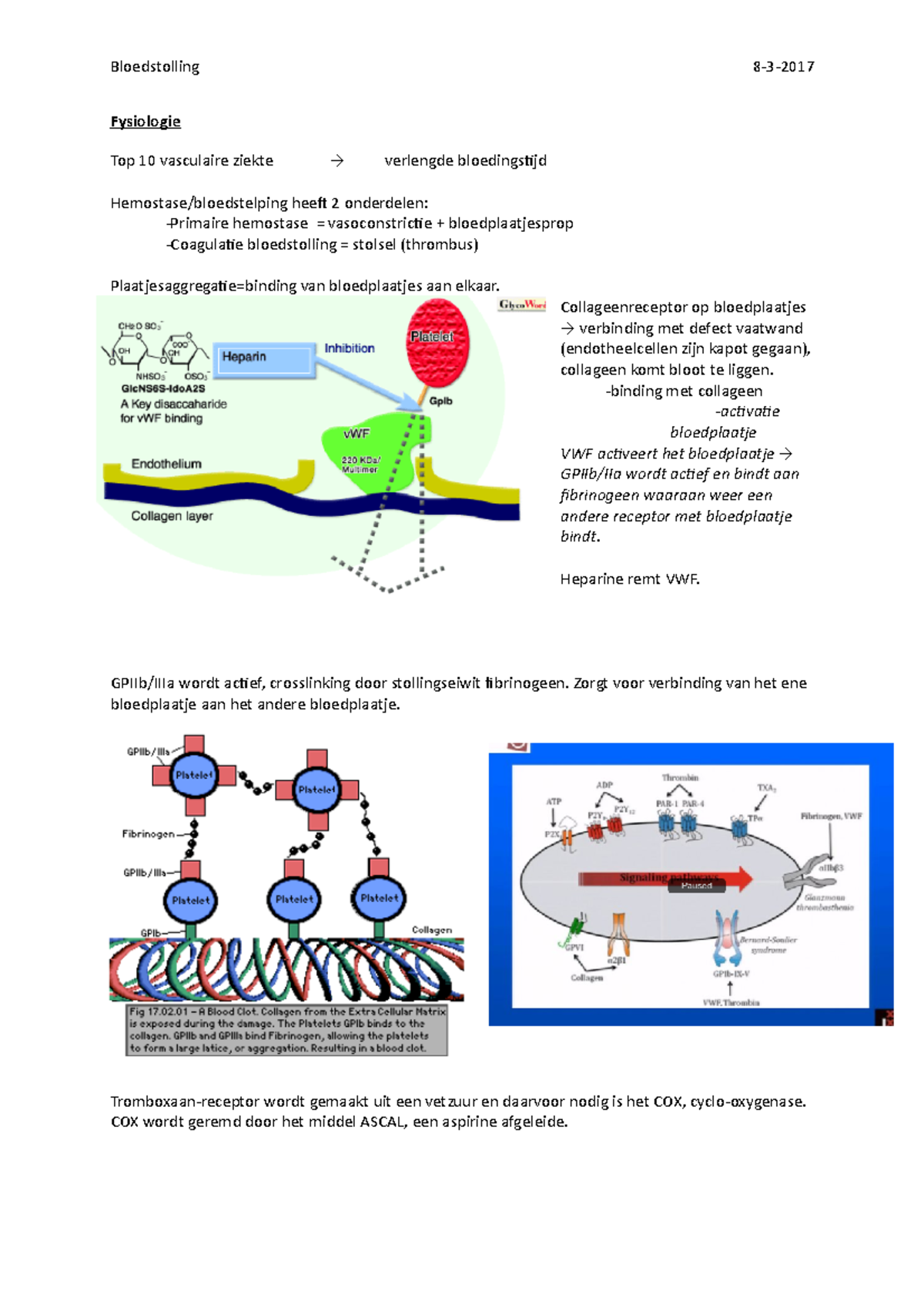 Bloedstolling - Collageenreceptor op bloedplaatjes verbinding met ...
